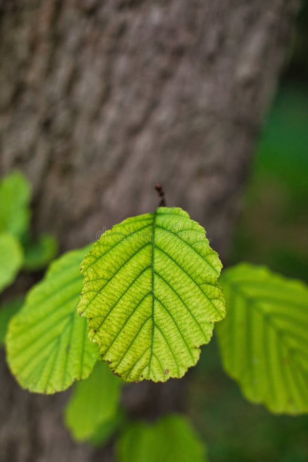 Selective Focus of Green Common Hazel Leaf Stock Image - Image of ...