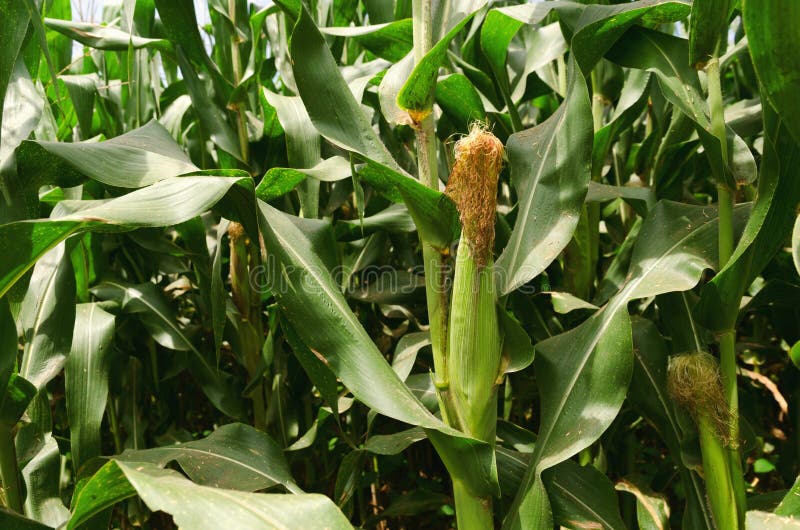 Selective Corn Cob Focus, Corn Pods in an Organic Field Stock Image ...