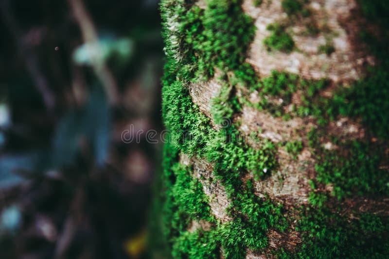 Selective Focus on Green Moss Plant on Tree at the Forest Near the ...