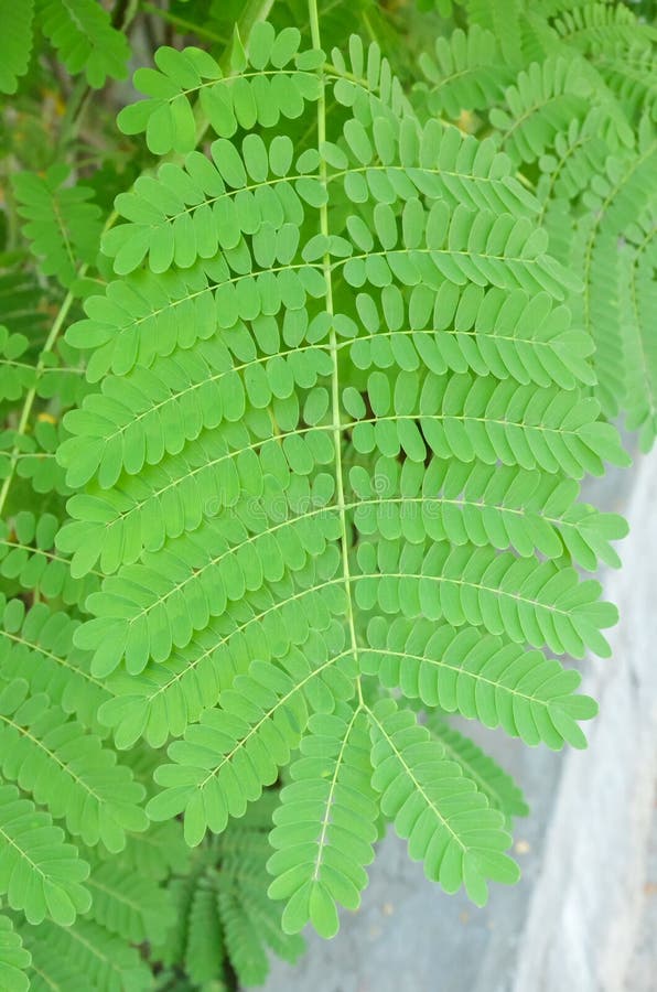 SELECTIVE FOCUS on GREEN PEACOCK TREE LEAF ISOLATED with GREEN BLUR ...
