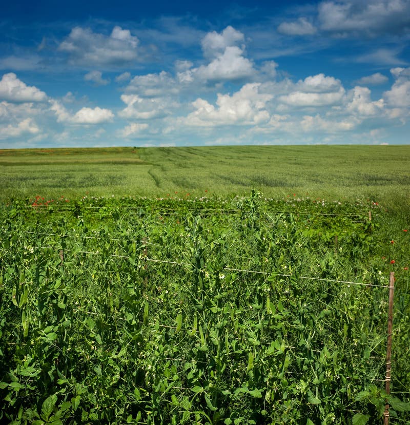 Selective Focus of Green Peas in the Peasantry with a Blue Sky with ...