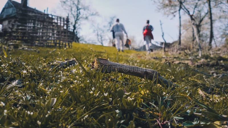 Selective Focus of Green Plants and Fallen Branches in a Park with ...