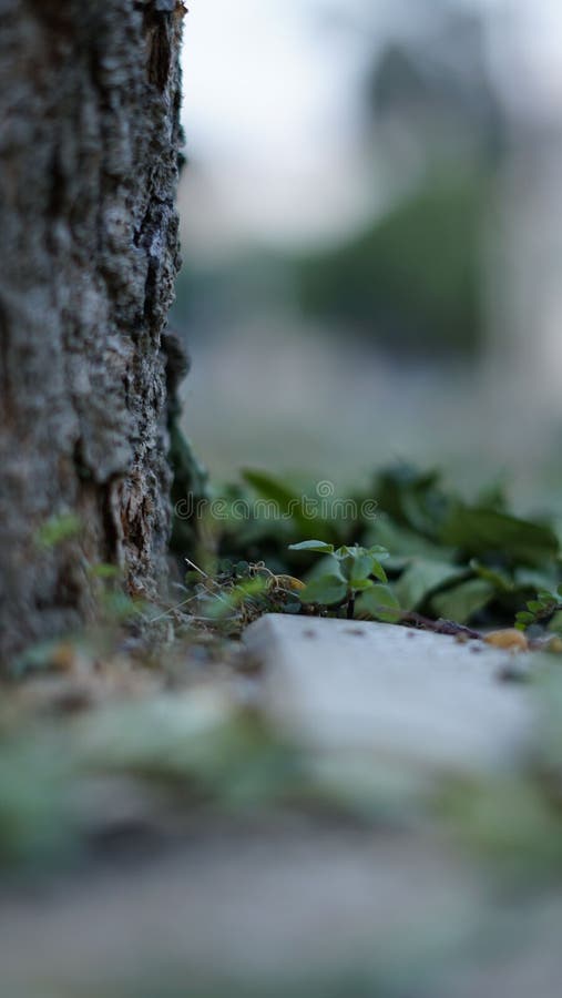 Selective Focus of Green Plants Growing at the Roots of a Tree Stock ...