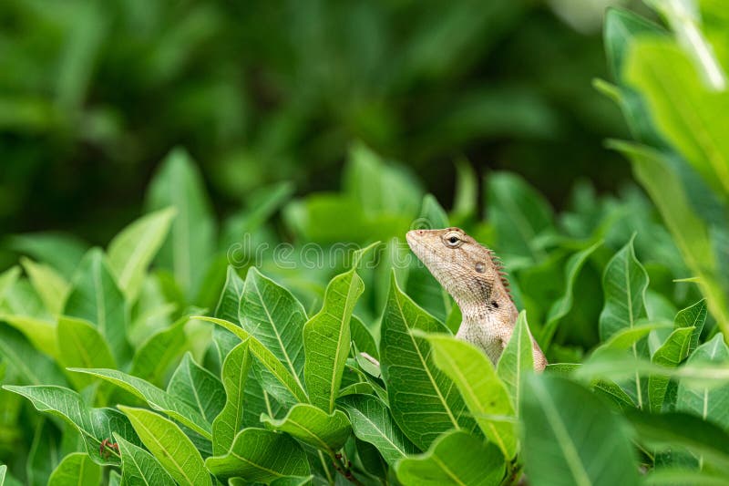 Selective Focus of a Ground Agama Lizard in the Garden Stock Photo ...