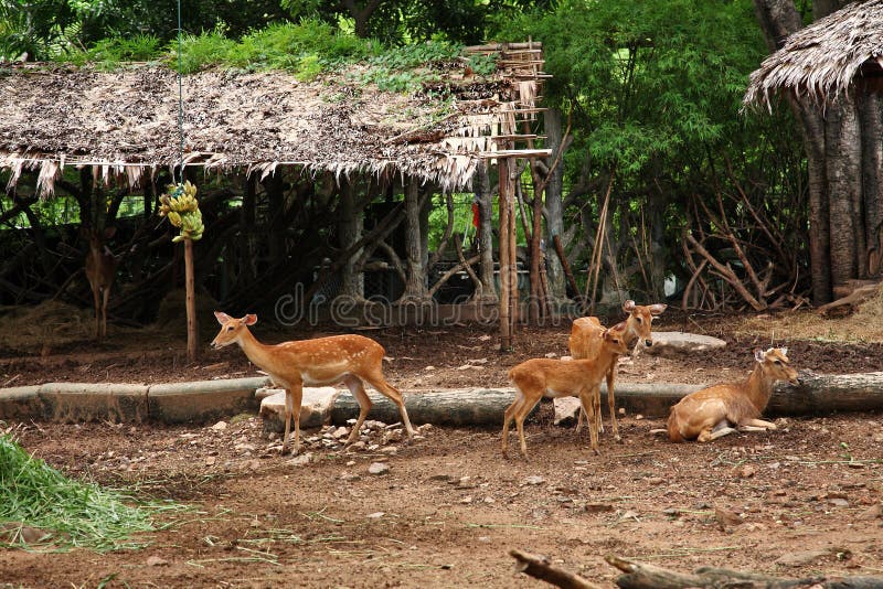 Selective Focus on a Group of Beautiful Dear Resting Under the Sun ...