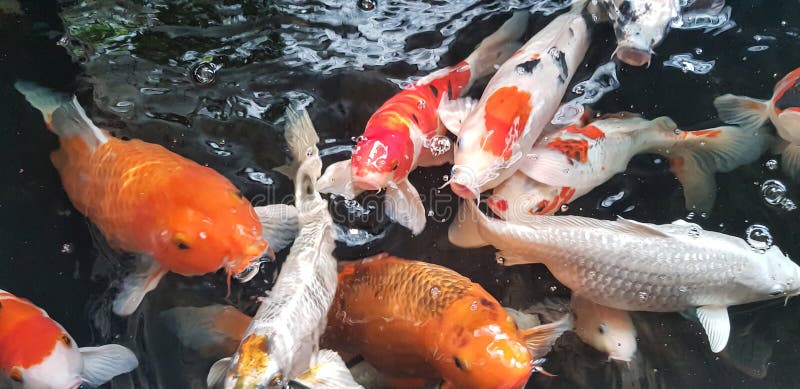 Selective Focus of Group of Colorful Koi Fish in the Pond or Brocade ... Selective Focus of Group of Colorful Koi Fish in the Pond or Brocade ...