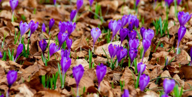 Group of crocuses stock image. Image of flowering, crocus - 176333033