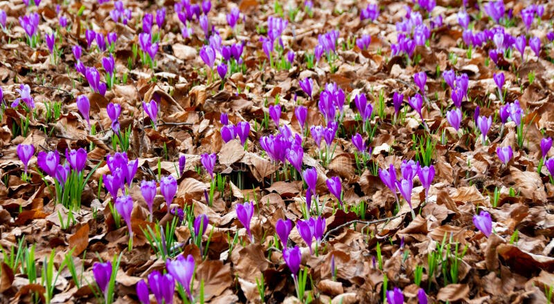 Group of crocuses stock image. Image of flowering, crocus - 176333033