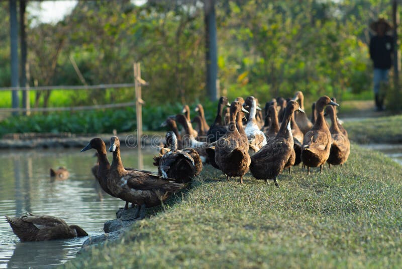 Selective Focus on Group of Ducks in the Rice Field. Organic Farming ...