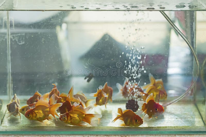 Selective Focus of Group of Goldfishes Swimming Inside the Fish Tank ...