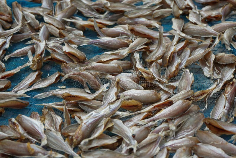 Selective Focus on the Group of Salty Fish Dried by the Heat of Sun ...