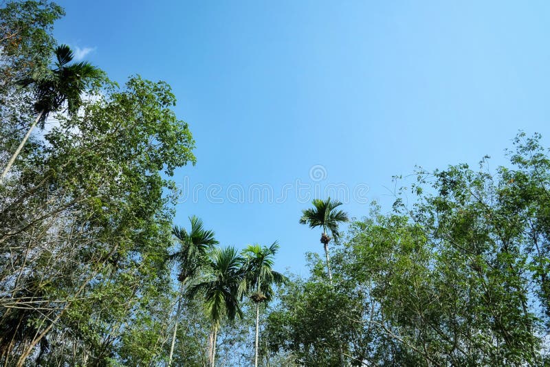In Selective Focus a Group of Tropical Trees Top View Stock Image ...