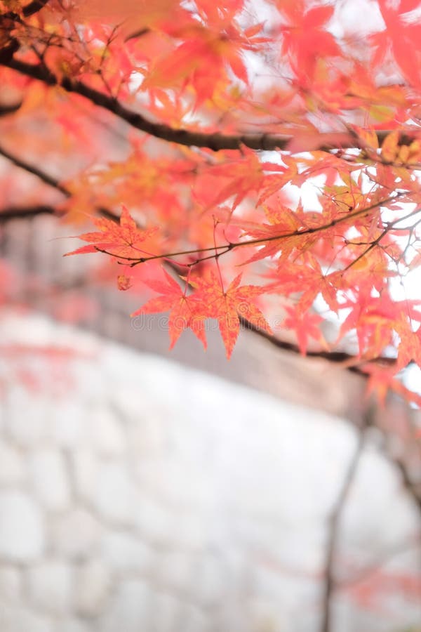 Selective Focus of the Growing Beautiful Japanese Red Maple Tree Leaves ...