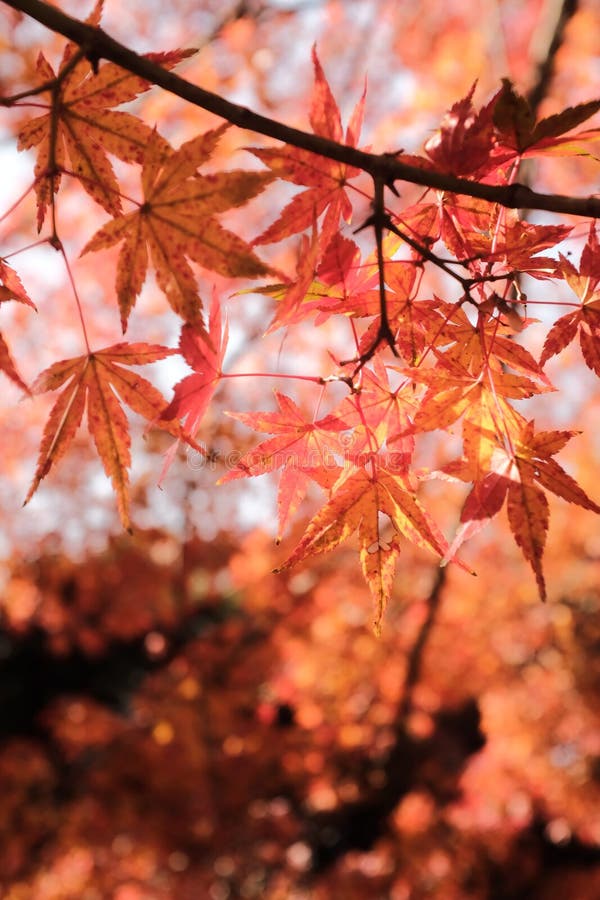 Selective Focus of the Growing Beautiful Japanese Red Maple Tree Leaves ...