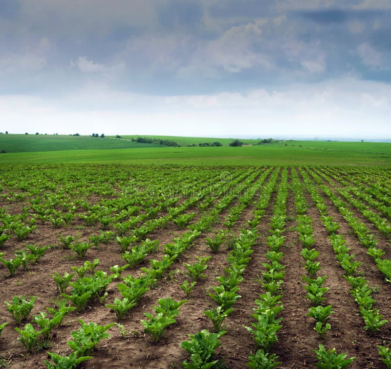 Selective Focus on Growing Young Fresh Leaves of Sweet Sugar Beet ...