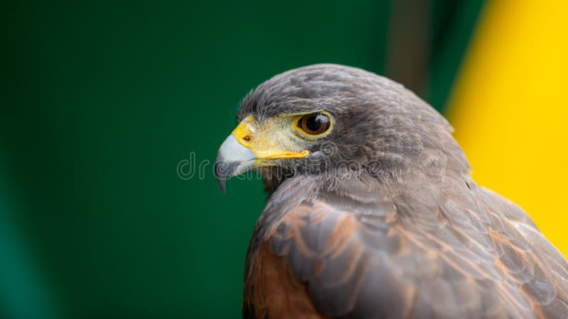A Selective Focus on the Harris Hawk, a Wild Bird with a Yellow Beak ...