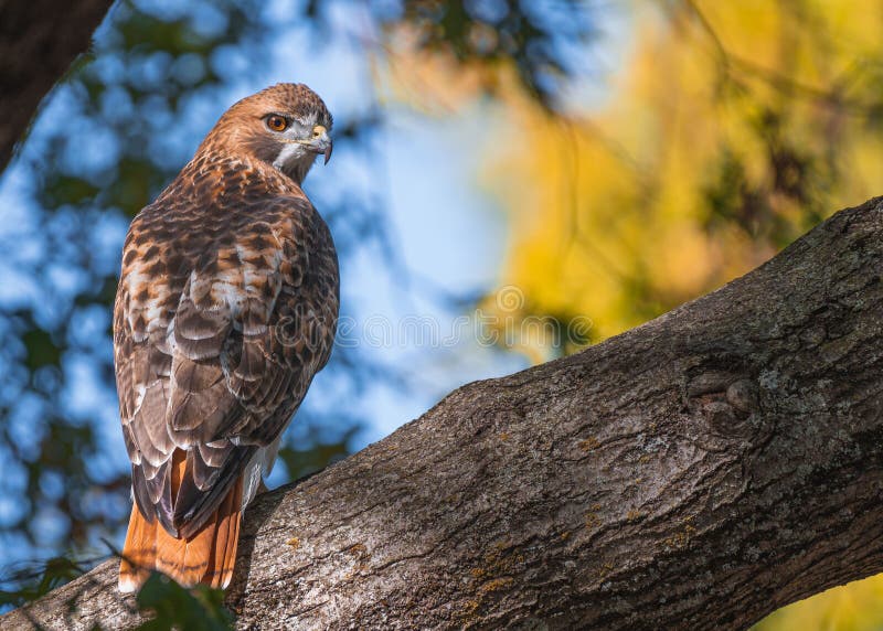 Selective Focus Hawk Looking Back Stock Photos - Free & Royalty-Free ...