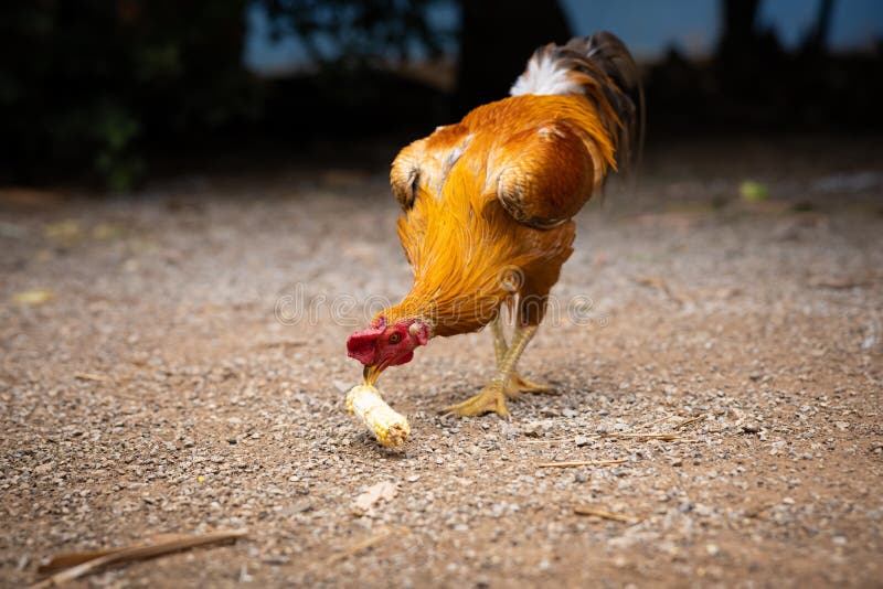 Selective Focus on the Head of a Rooster that Eats Corn Kernels Stock ...