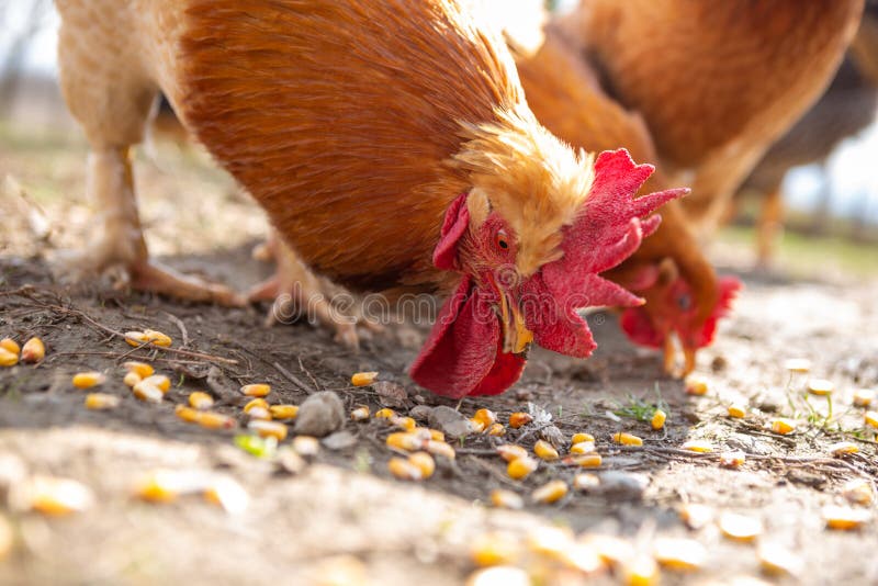 Selective Focus Head of a Rooster that Eats Corn Kernels that are ...