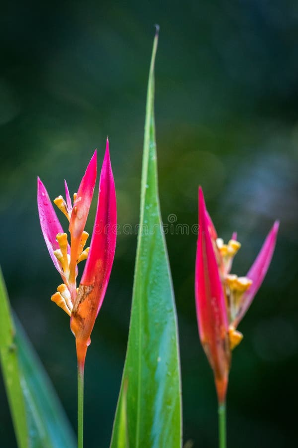 Selective Focus of a Heliconia Psittacorum Flower on a Natural ...