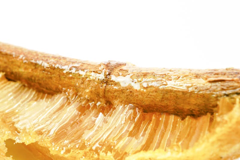 Selective Focus, Honeycombs on Wood Stick with Bees in a Beehive ...