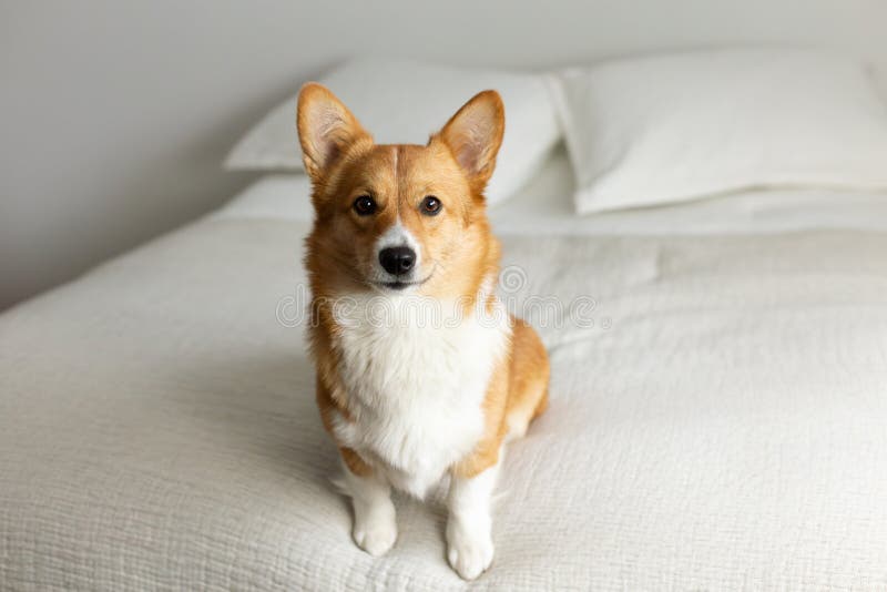 Selective Focus Horizontal View of Red Pembroke Welsh Corgi Sitting on ...