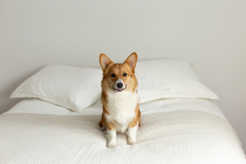 Selective Focus Horizontal View of Red Pembroke Welsh Corgi Staring ...