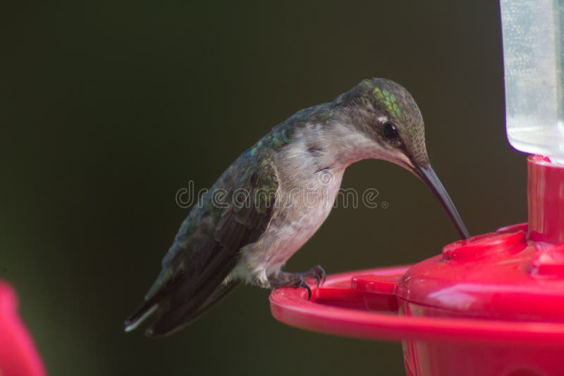 Selective Focus of a Hummingbird Drinking Water from a Feeder Outdoors ...