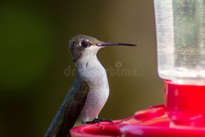 Selective Focus of a Hummingbird Drinking Water from a Feeder Outdoors ...