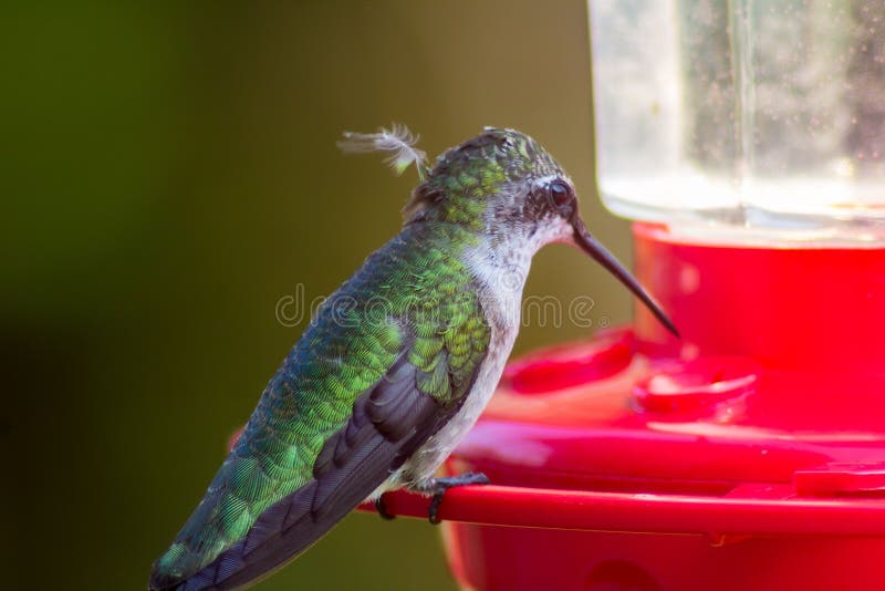 Selective Focus of a Hummingbird Drinking Water from a Feeder Outdoors ...