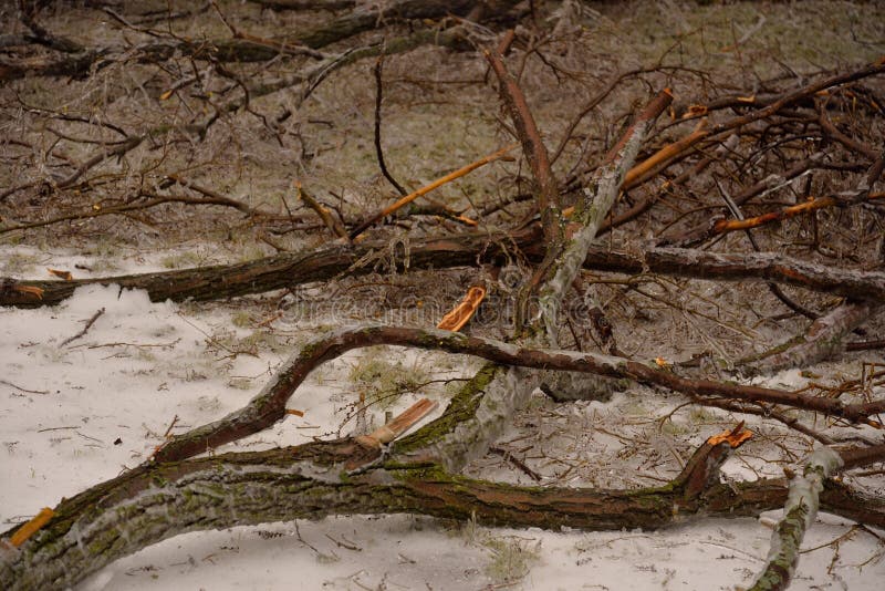 Trees Downed from Heavy Ice Coating from after an Ice and Rainstorm ...