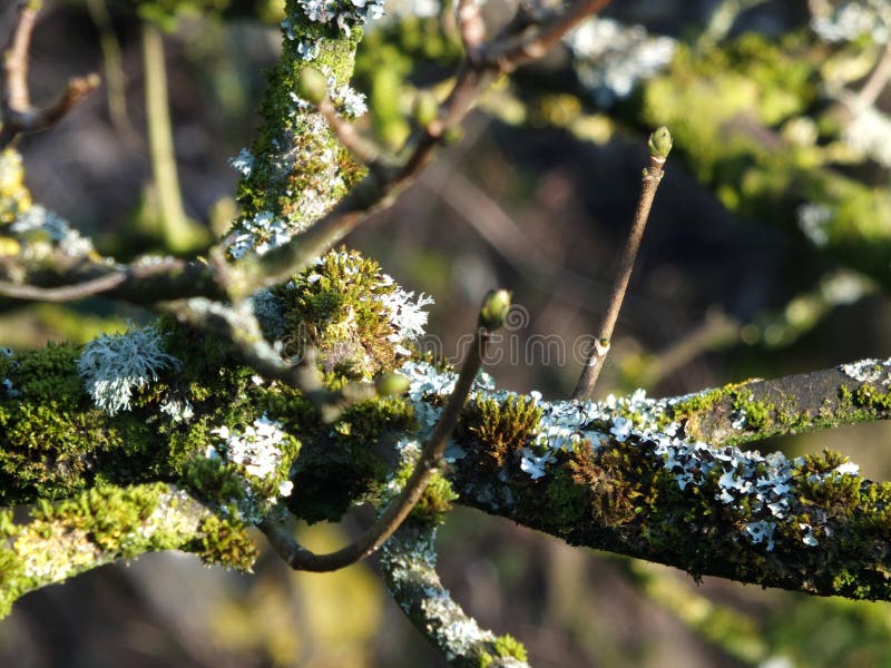 Selective Focus Image of Different Types of Moss and Lichen Growing on ...