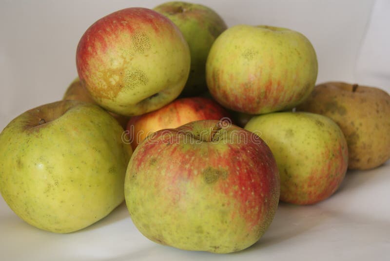 Selective Focus of Imperfect Looking Organic Apples , No Genetically ...