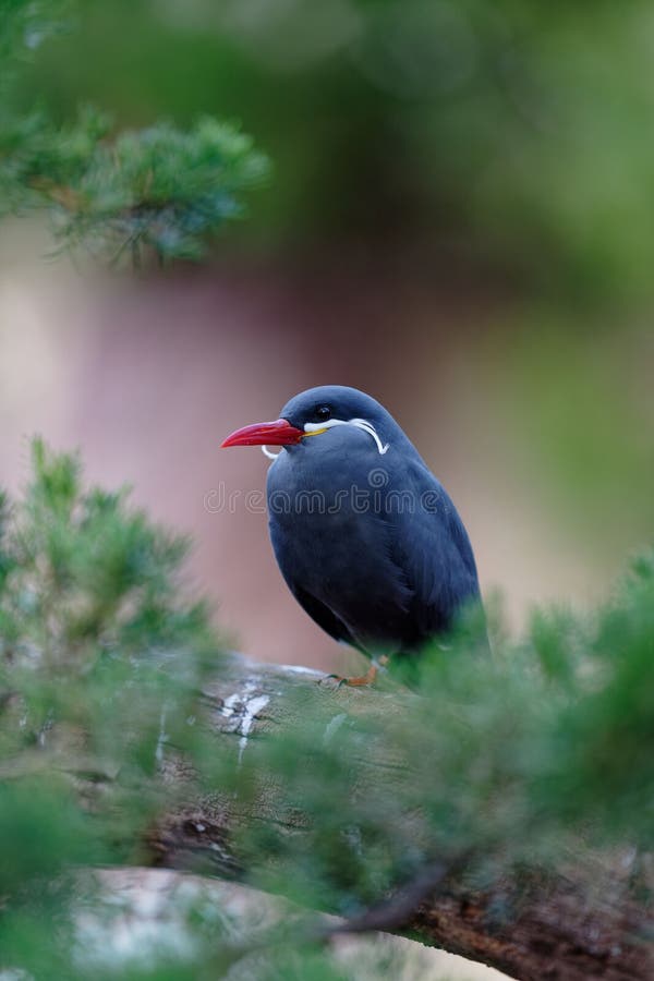 Selective Focus of an Inca Tern Stock Image - Image of wildlife, tern ...