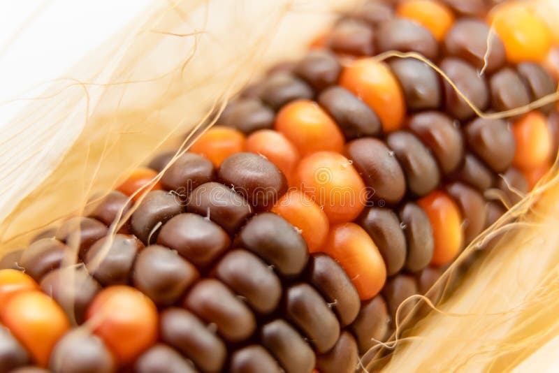 Selective Focus on Indian Corn Kernel Stock Photo - Image of grain ...