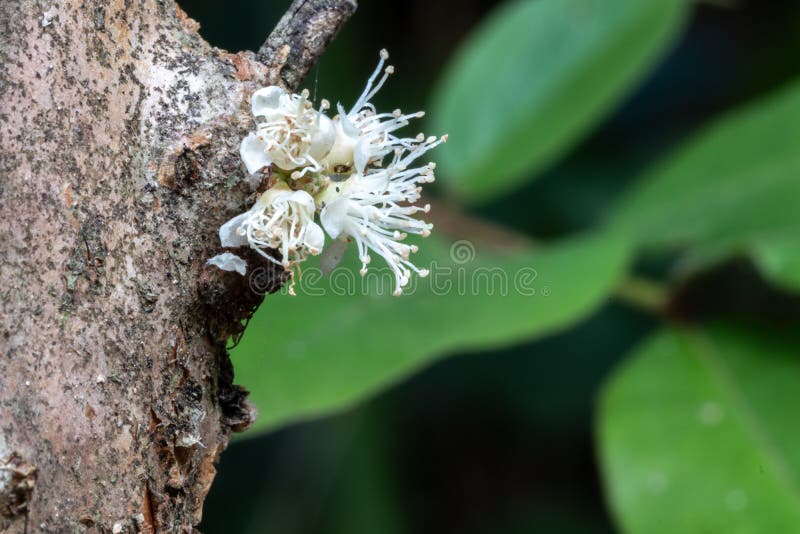 128 Jaboticaba Flower Stock Photos - Free & Royalty-Free Stock Photos ...