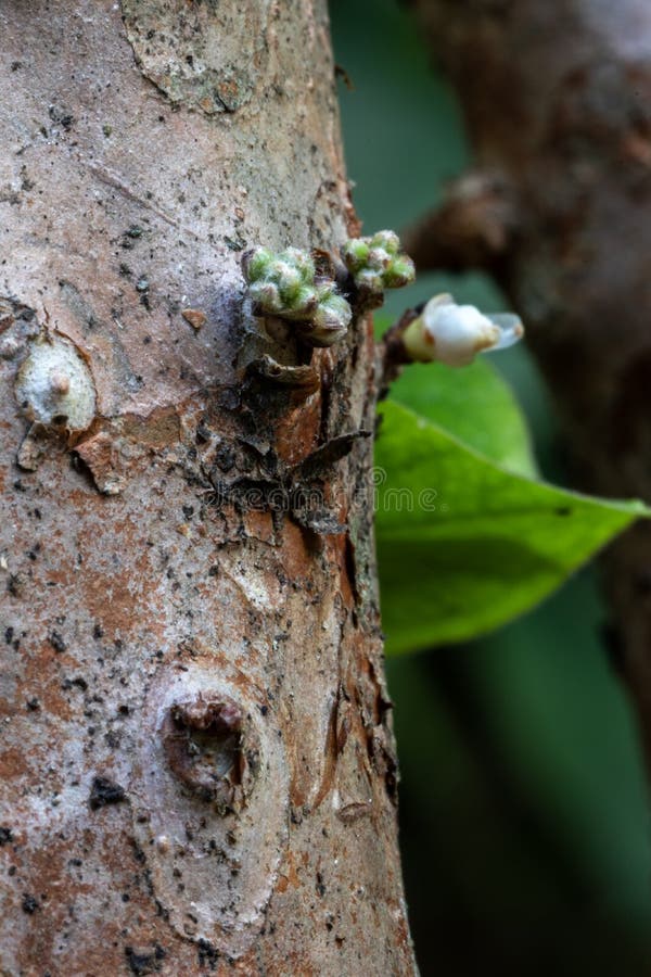 Selective Focus of Jaboticaba Exotic Flower. Stock Image - Image of ...
