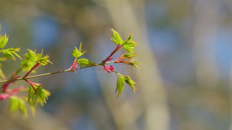 Japanese Maple or Smooth Japanese-Maple. Acer Palmatum Deciduous Tree ...