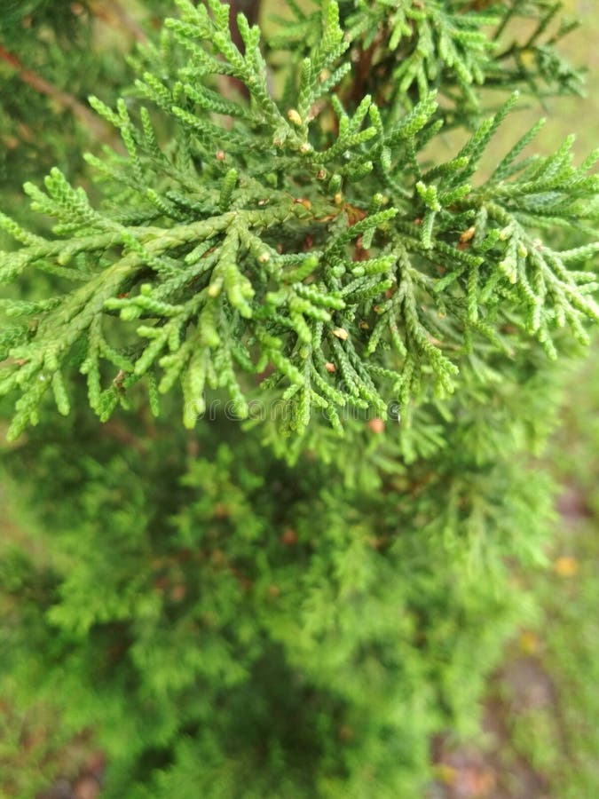 Selective Focus of Juniperus Bermudiana, Known As Bermuda Cedar Stock ...