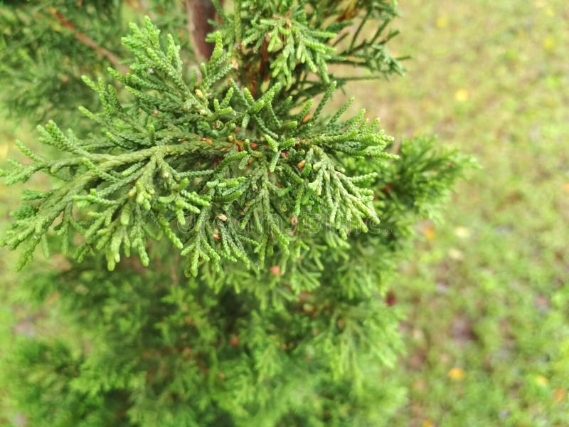 Selective Focus of Juniperus Bermudiana, Known As Bermuda Cedar Stock ...