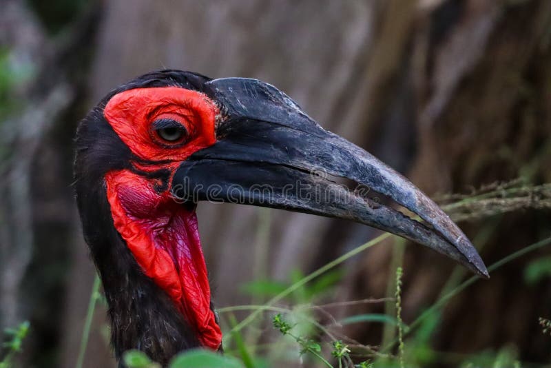Selective Focus of a Kaffir Horned Raven Bird Head Stock Photo - Image ...
