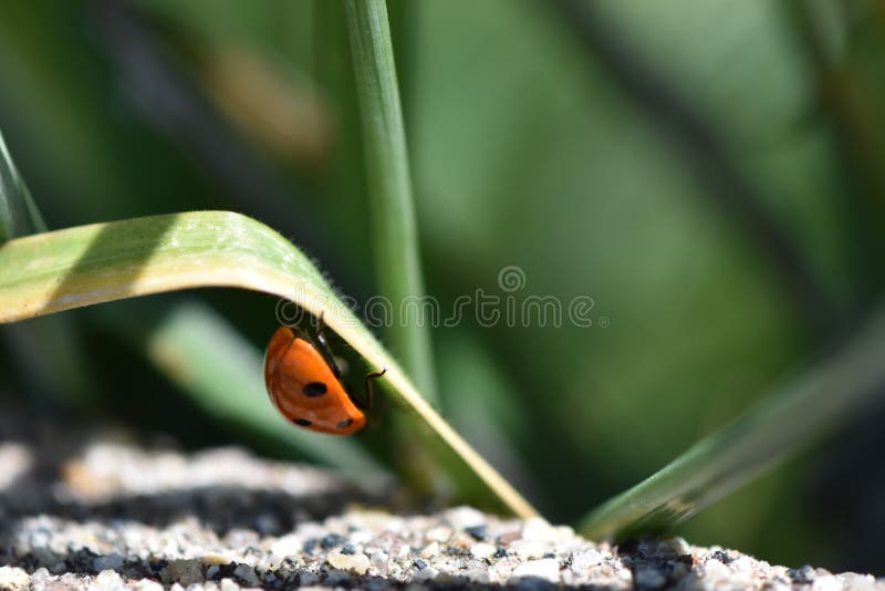 Selective Focus of a Ladybug on the Grass in a Field Under the Sunlight ...