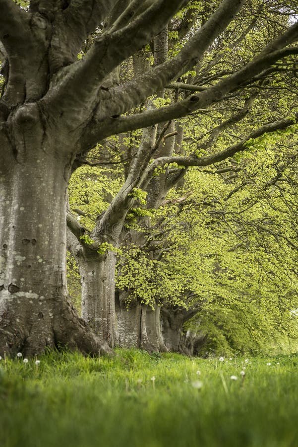 Selective Focus Landscape of Beech Tree Avenue in English Landscape ...
