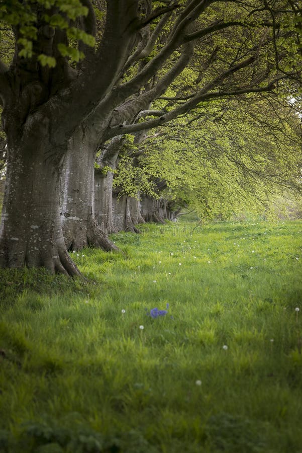 Selective Focus Landscape of Beech Tree Avenue in English Landscape ...