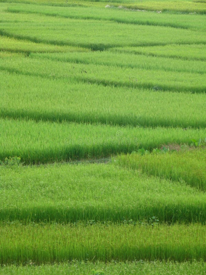 Landscape Image of Lush Green Fields of Terrace Farming Stock Photo ...