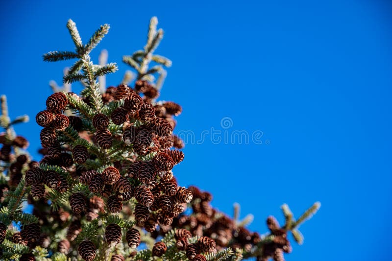 Selective Focus on Large Cluster of Pine Cones on an Evergreen Tree ...