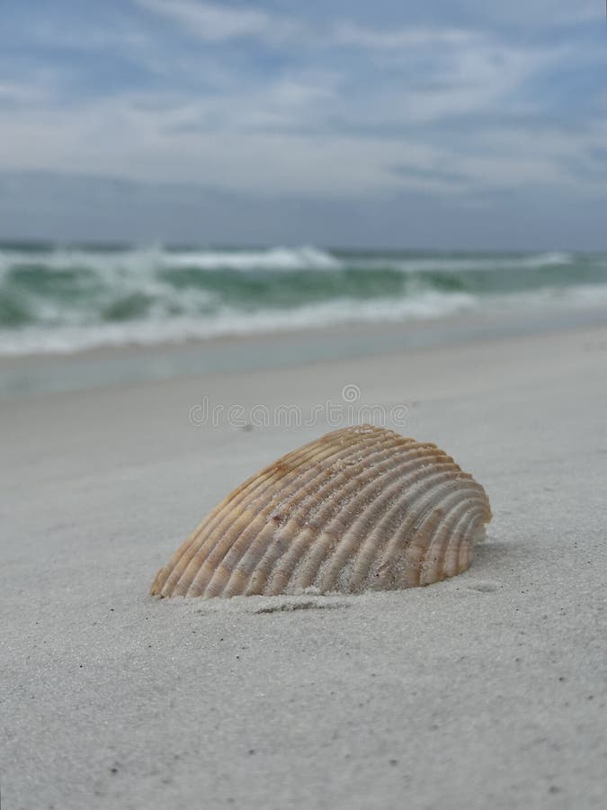 Selective Focus of Large Seashell on the Beach Stock Photo - Image of ...