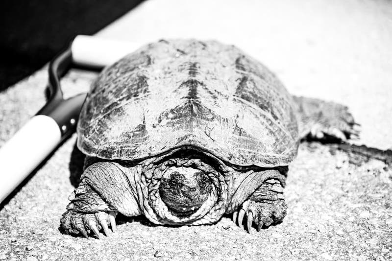 Selective Focus on a Large Snapping Turtle Crossing a Paved Road in ...