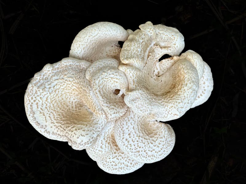 Selective Focus of Lentinus Tigrinus Mushroom Isolated on Black ...