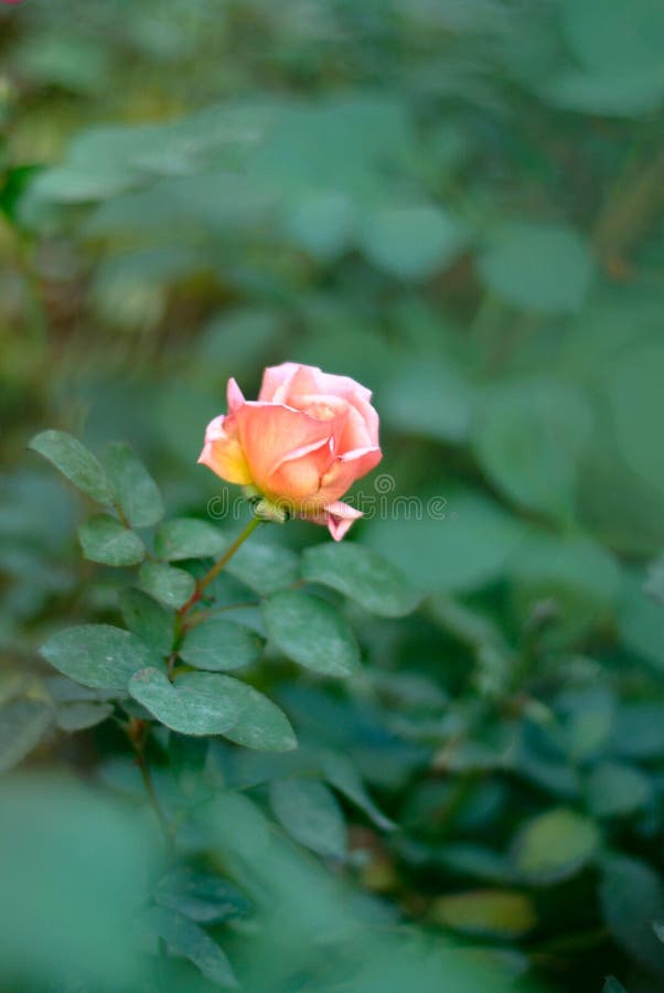 Selective Focus of the Light Pink Rose Half-opened in a Field Full of ...